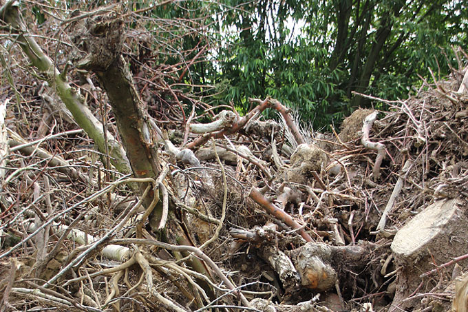 Informationen zum Naturgarten - Naturschutz vor Ort
