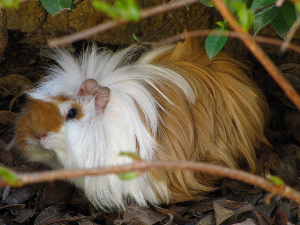 CAVIA PERUVIANA - Benvenuti su didatticanimals!
