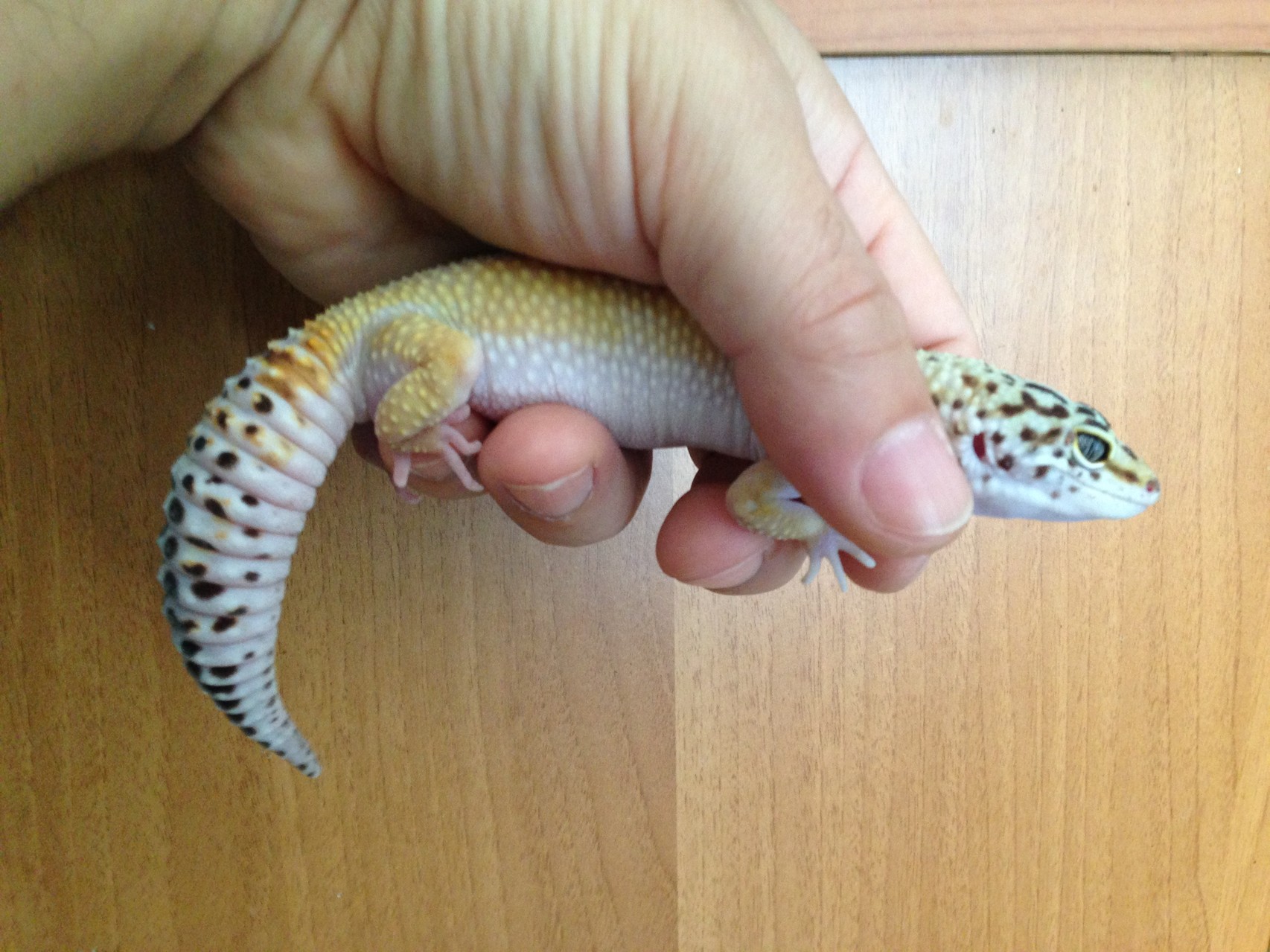 GECO LEOPARDINO - Benvenuti su didatticanimals!