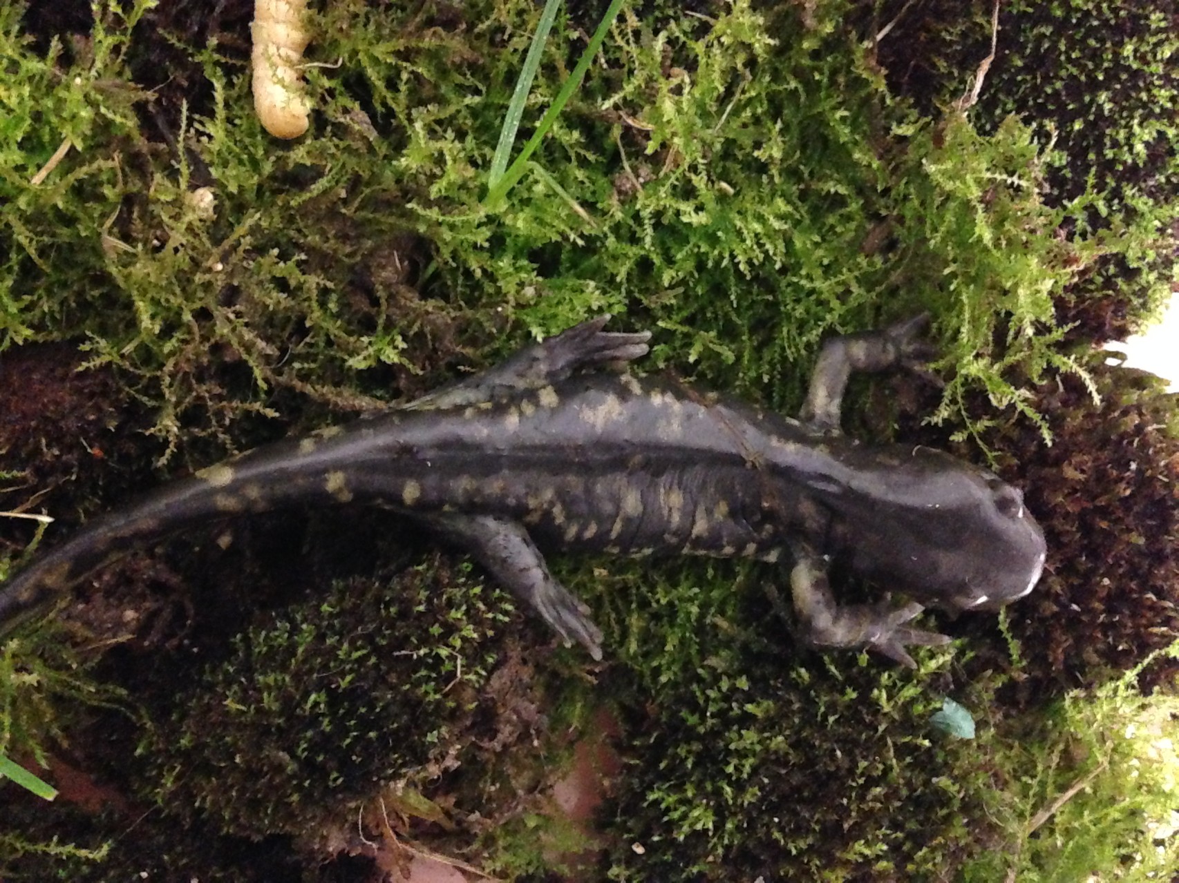 I NOSTRI ANFIBI - Benvenuti su didatticanimals!