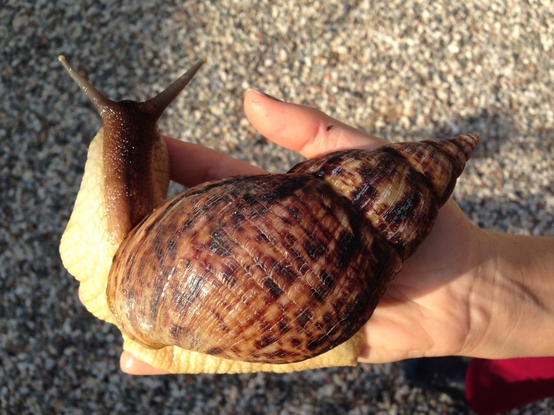 LA LUMACA GIGANTE AFRICANA - Benvenuti su didatticanimals!
