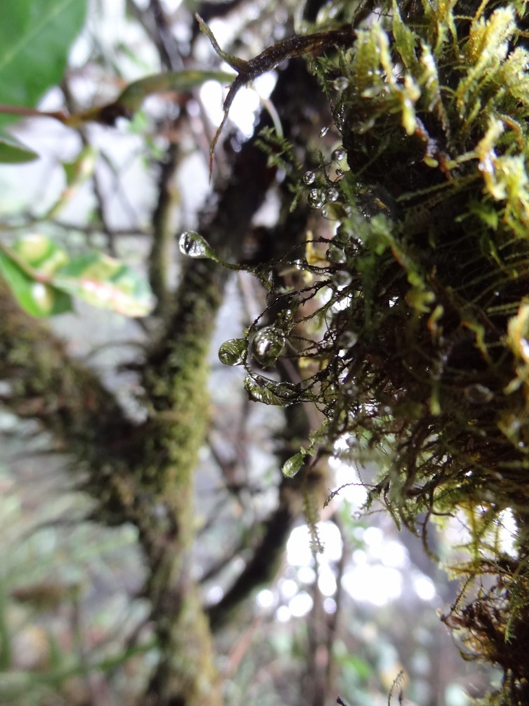 Cameron highland: Thana Rata et ses alentours - Rodtrip: Le voyage ...