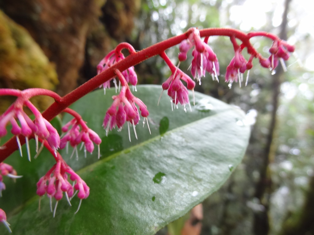 Cameron highland: Thana Rata et ses alentours - Rodtrip: Le voyage ...