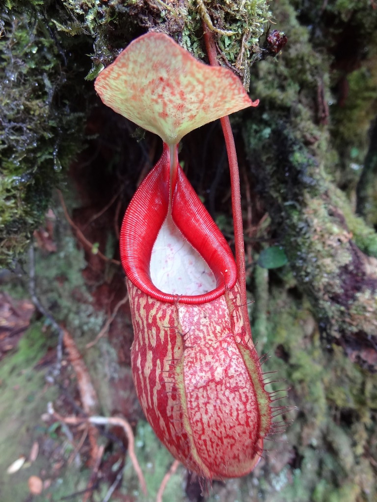 Cameron highland: Thana Rata et ses alentours - Rodtrip: Le voyage ...