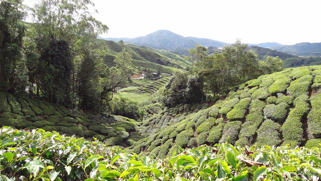 Cameron highland: Thana Rata et ses alentours - Rodtrip: Le voyage ...