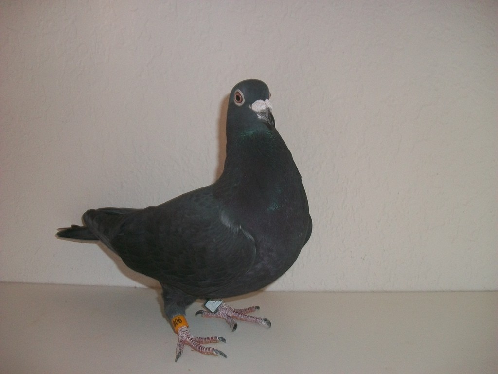 PHOTO GALLERY - Website of merrickpigeons!