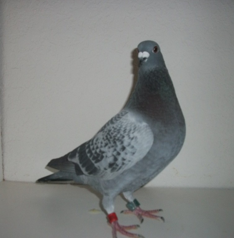 PHOTO GALLERY - Website of merrickpigeons!