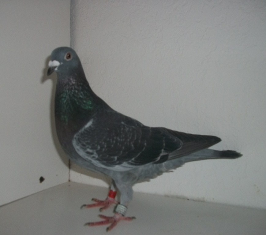 PHOTO GALLERY - Website of merrickpigeons!