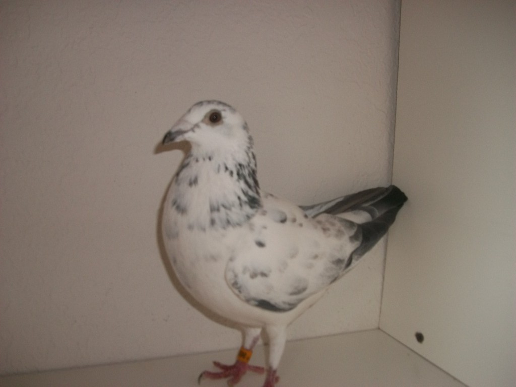 PHOTO GALLERY - Website of merrickpigeons!