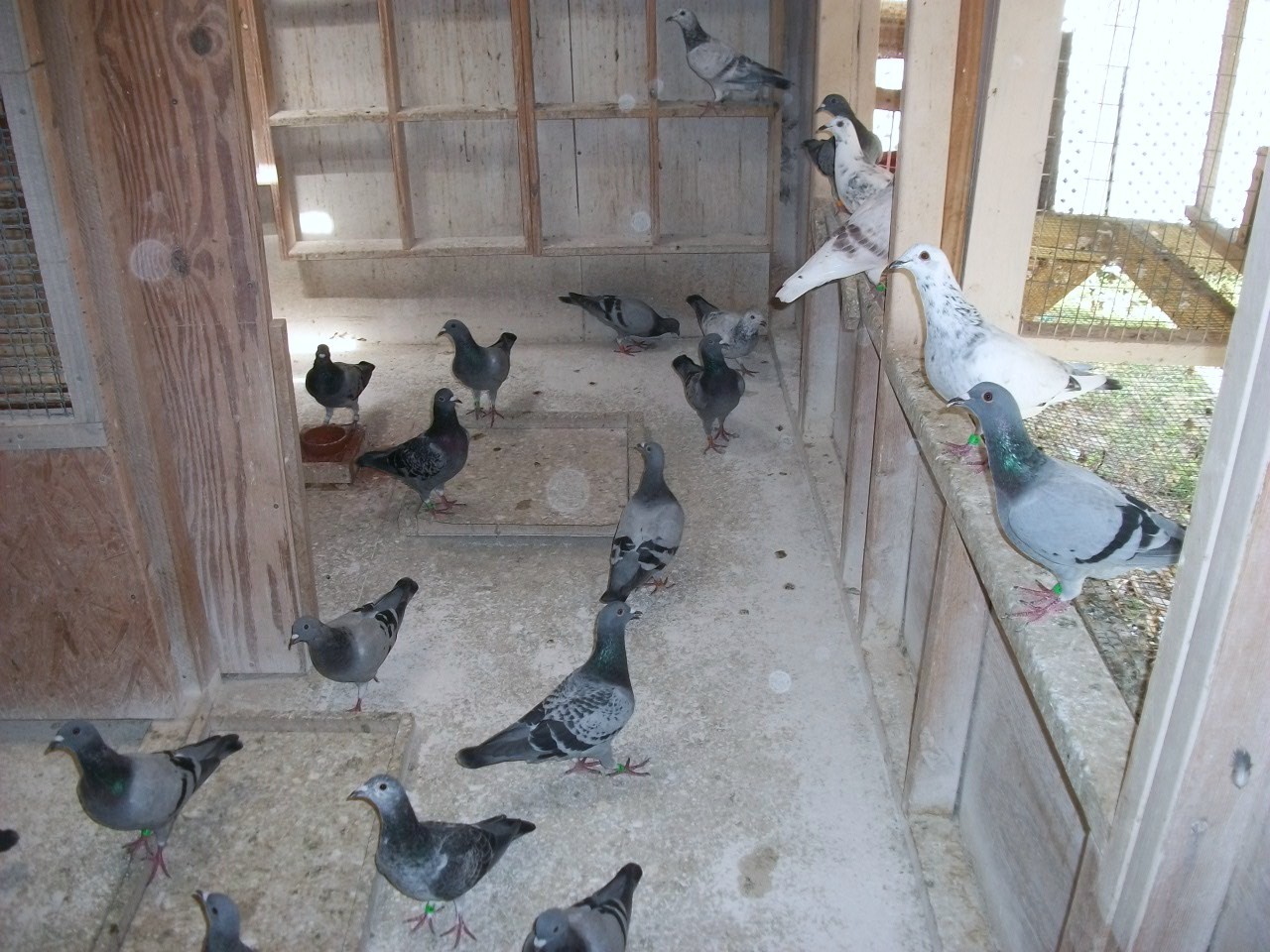 5-15-13 MOVEABLE LANDING BOARD FOR SETTLING YOUNG BIRDS - Website of ...