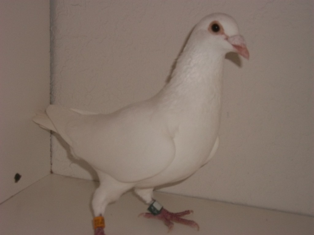 PHOTO GALLERY - Website of merrickpigeons!