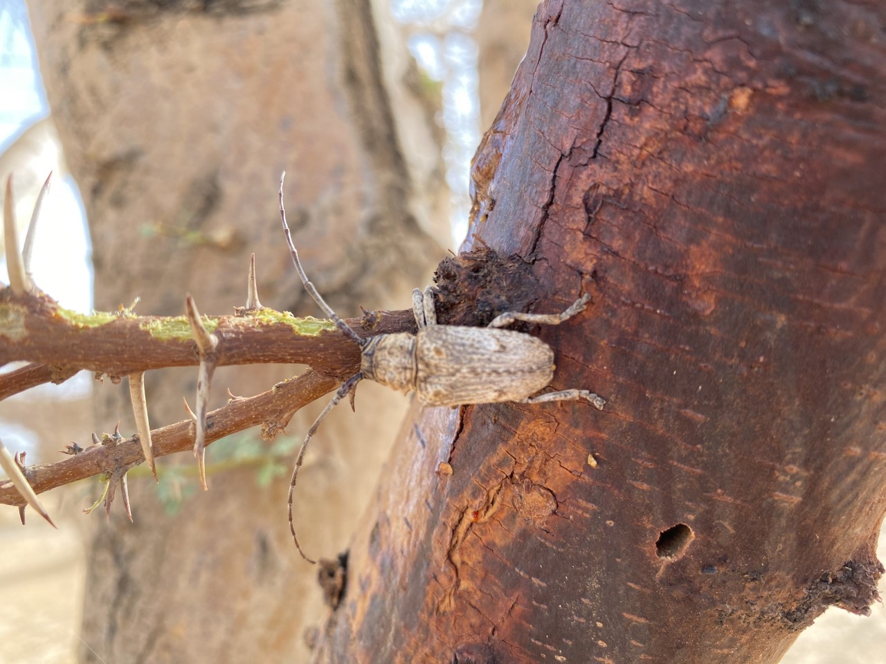 Crossotus subocellatus (Fairmaire, 1886) - Site de insectedumaroc