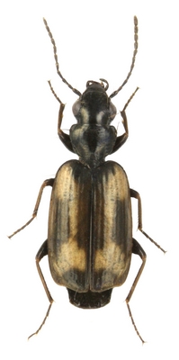 Syntomus fuscomaculatus Motschulsky, 1844 - Site de insectedumaroc