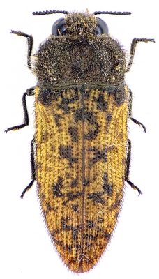 Buprestidae - Site de insectedumaroc