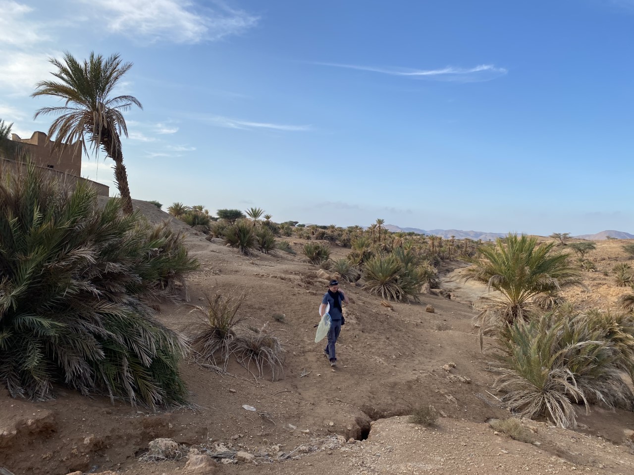 Pachydema hiribarnei Keith, 2023 - Site de insectedumaroc