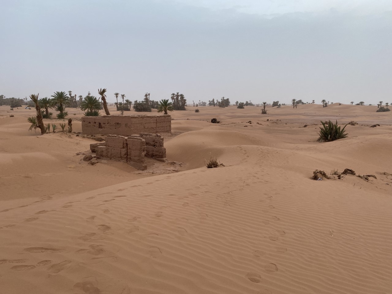 Podalgus cuniculus Burmeister, 1847 - Site de insectedumaroc