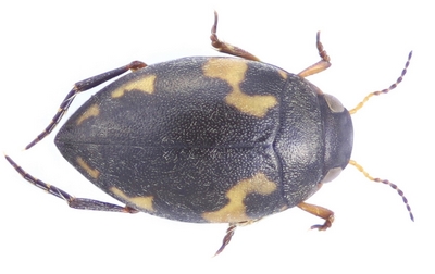 Stictonectes optatus (Seidlitz, 1887) - Site de insectedumaroc