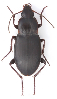 Calathus (Calathus) opacus Lucas, 1846 - Site de insectedumaroc