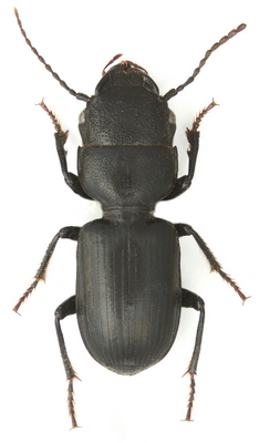 Dixus interruptus Fabricius, 1775 - Site de insectedumaroc