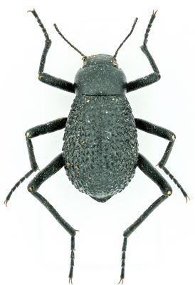 Adesmia (Adesmia) biskreensis asperrima Peyerimhoff, 1931 - Site de ...