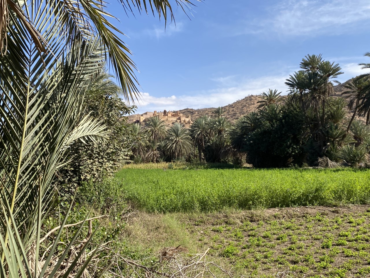 Coniocleonus excoriatus (Gyllenhal, 1834) - Site de insectedumaroc