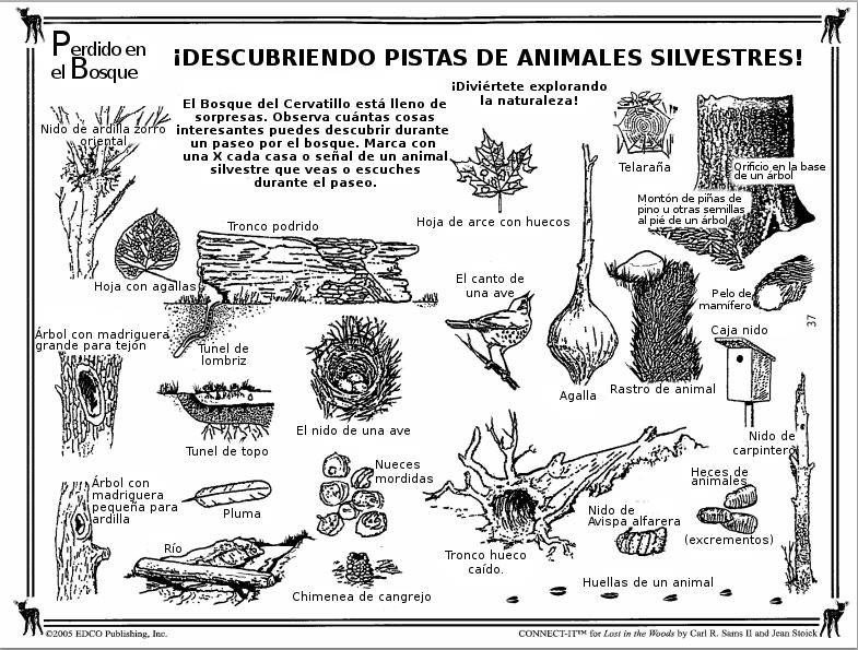 Recurso educativo: Búsqueda del tesoro: Perdidos en el bosque ...