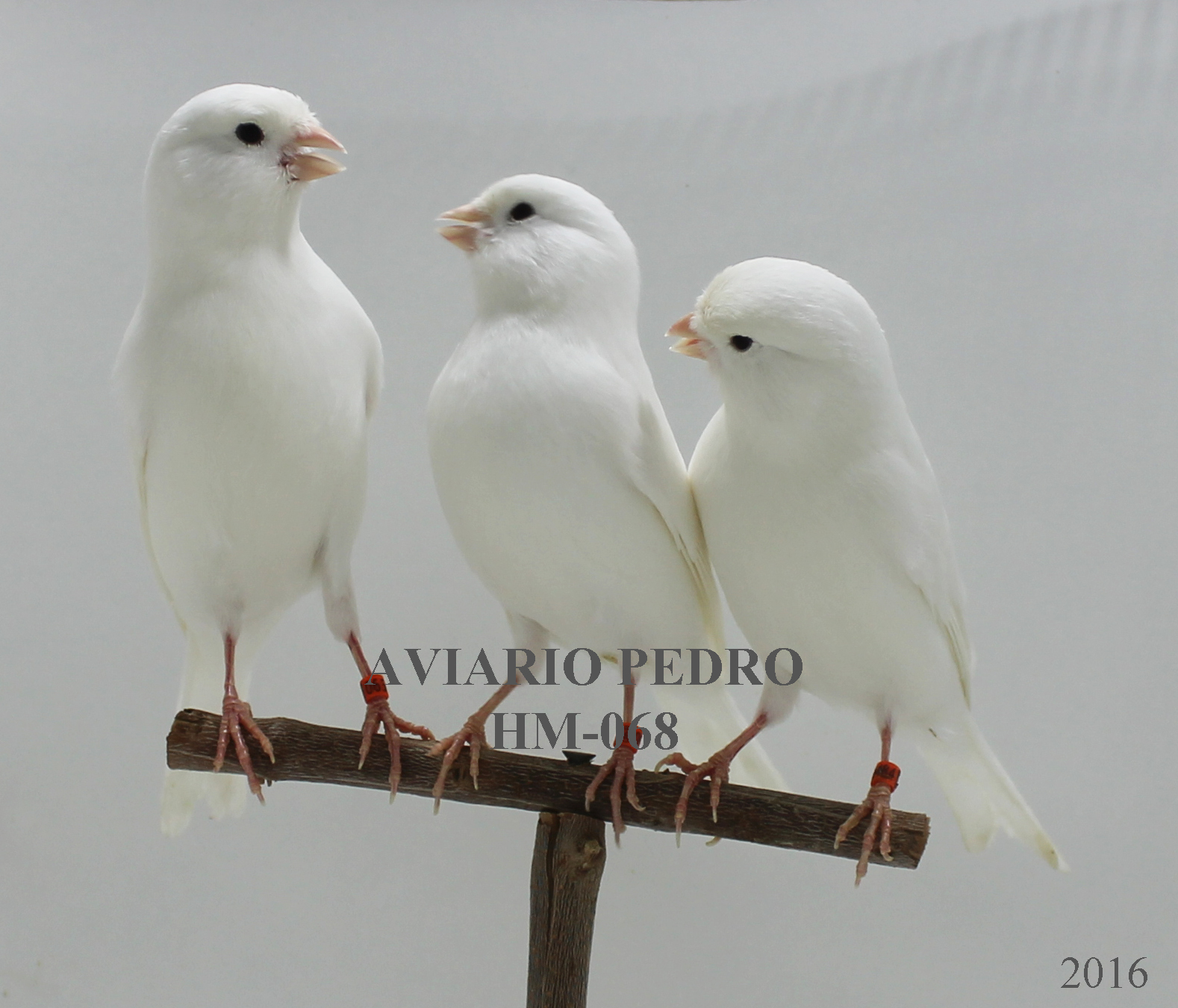 CANARIOS 2017 - Aviario Pedro