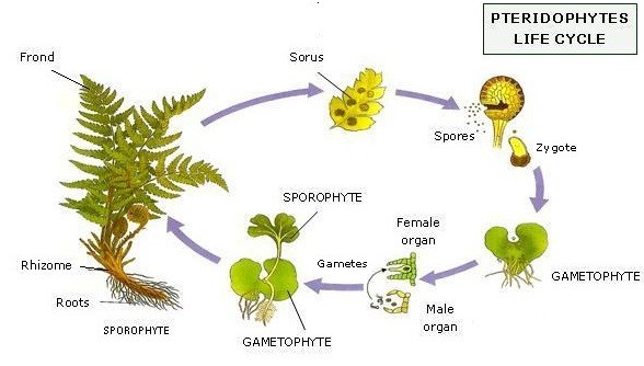 Pteridophyta Gametophyte