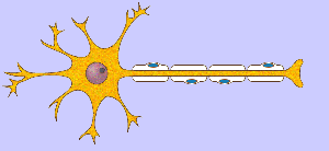 2.2. Impulso nervioso y sinapsis - Bilingual Natural Science. I.E.S ...