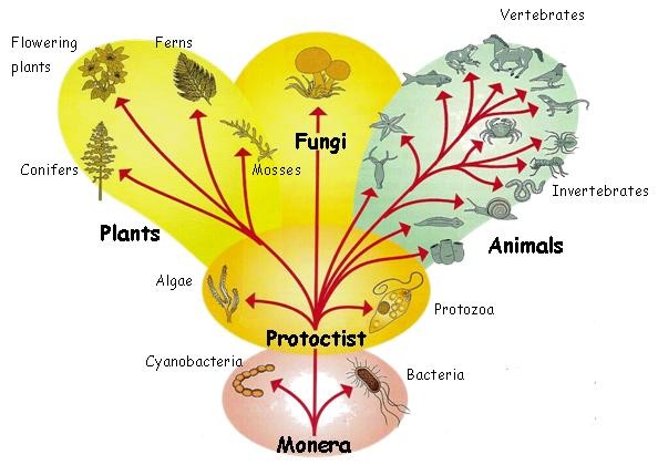 2. Los cinco reinos - Bilingual Natural Science. I.E.S. Elcano ...