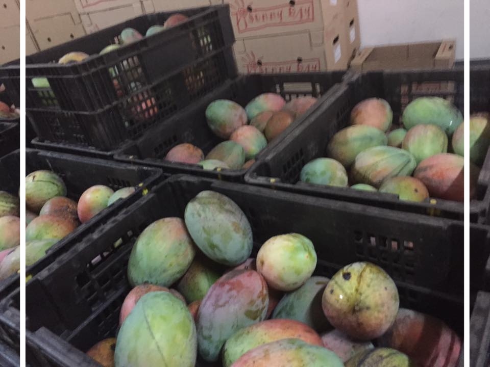 AfriFruta - Producer of dried mango from Africa - Dried pineapple ...