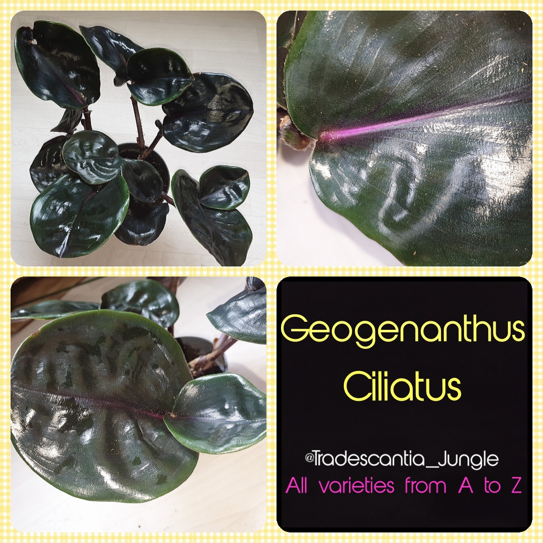 ALL Varieties Part 3 - Sorten ( sorts ) - Arten ( species )