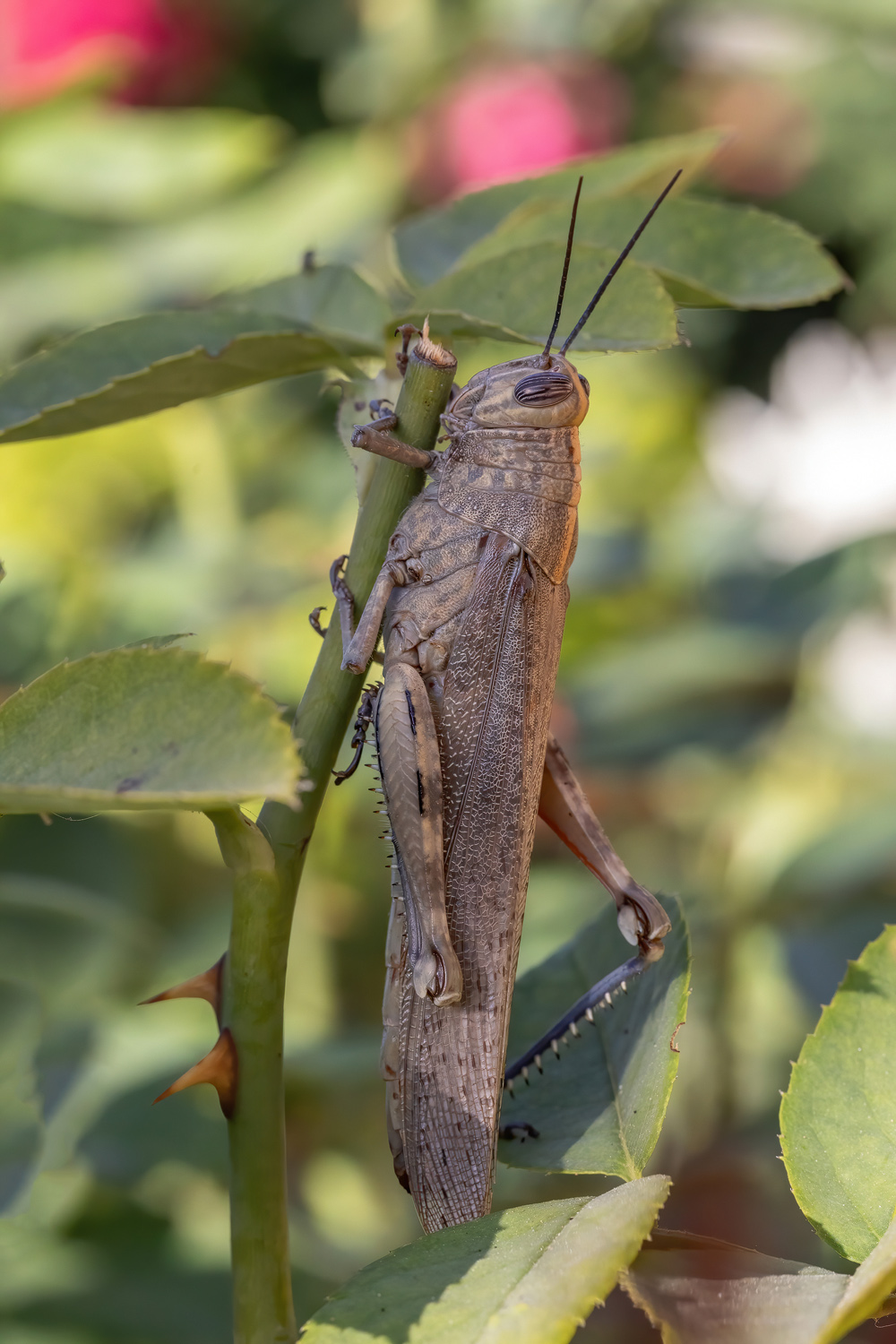 Locust in Cyprus? : r/cyprus