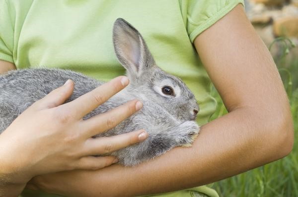Rabbit Care: The do's and don'ts of owning a rabbit - easyearsrabbitry