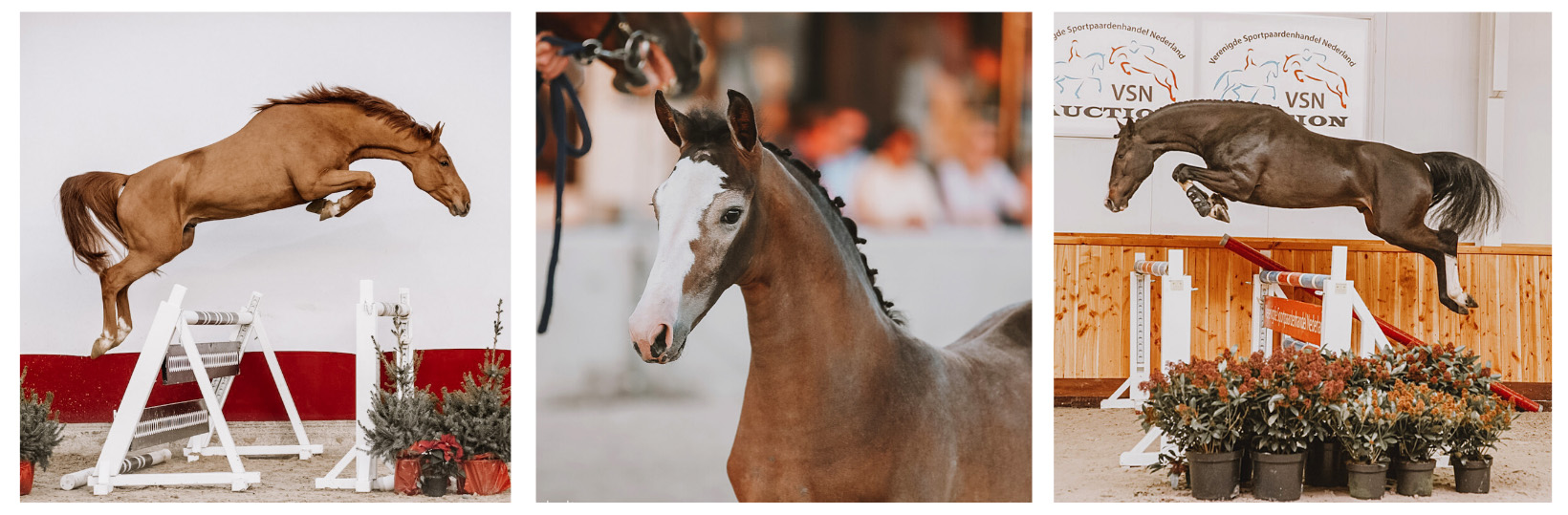 The only place with all horse auctions - Horse Auctions Europe