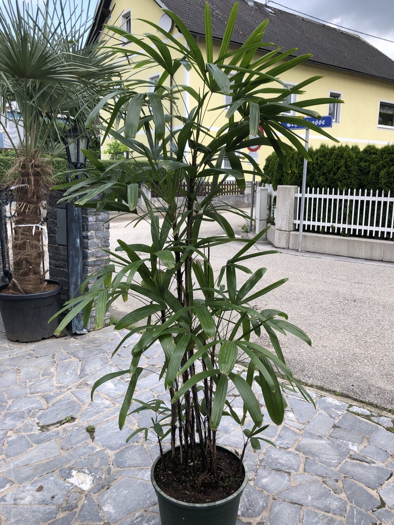 Rhapis excelsa - palmen-schartners Webseite!