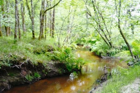 La Saye, site classé Natura 2000 - Office de Tourisme du Fronsadais
