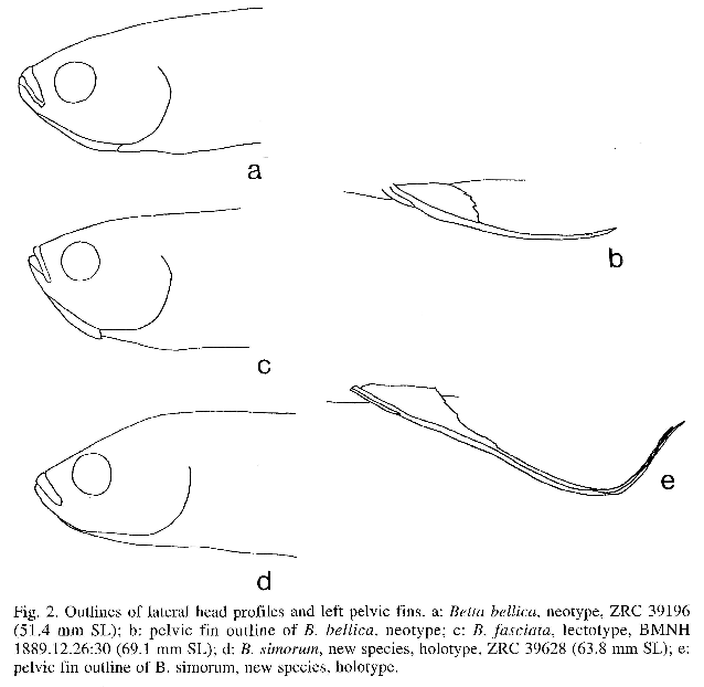 B.simorum - nation7080 ページ！