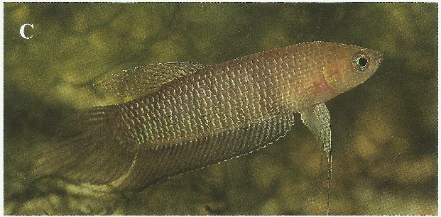 B.simorum - nation7080 ページ！