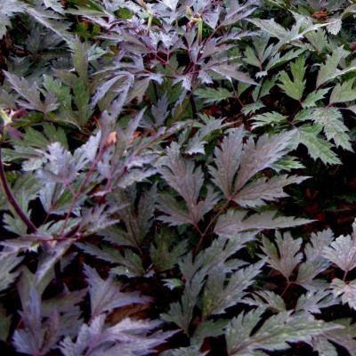 actaea simplex james compton