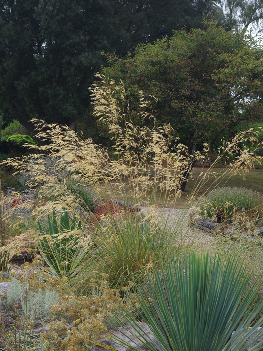 STIPA gigantea Alberich Website of Camolin Potting Shed Camolin Wexford Ireland