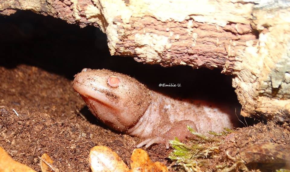 Néoténie ? - Site de axo-exo