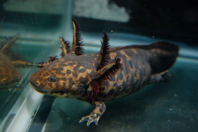 Néoténie ? - Site de axo-exo