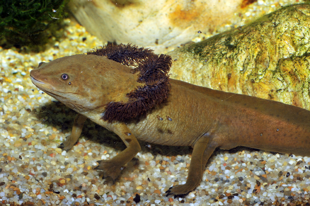 Les Ambystoma - Site de axo-exo