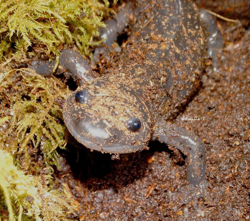 Néoténie ? - Site de axo-exo