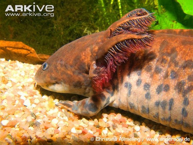 Néoténie ? - Site de axo-exo