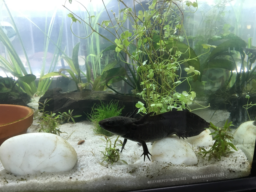 Monarch Reptiles - Site de axo-exo