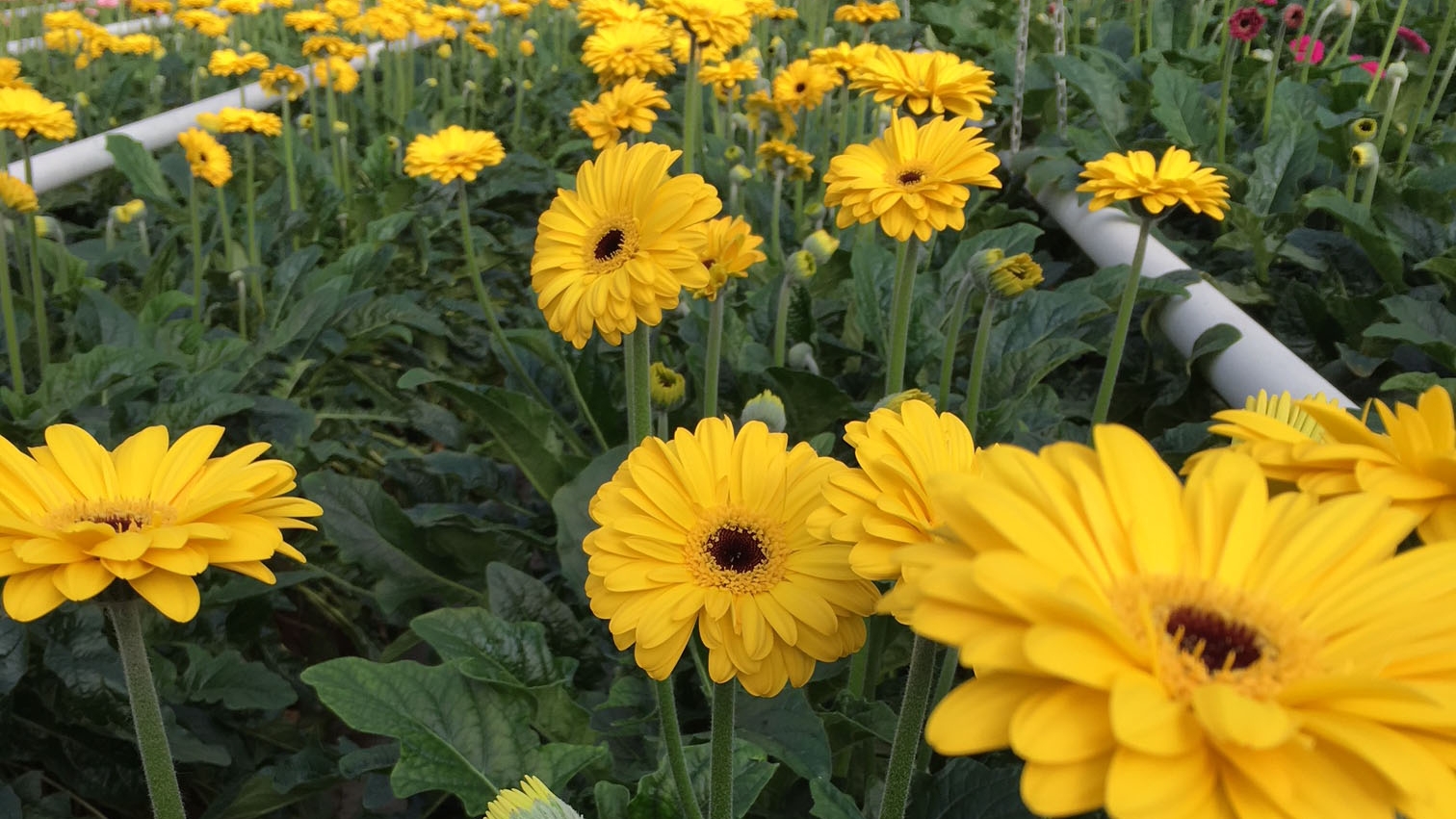 Gerbera Mini - Gärtnerei Eggers Schnittblumen