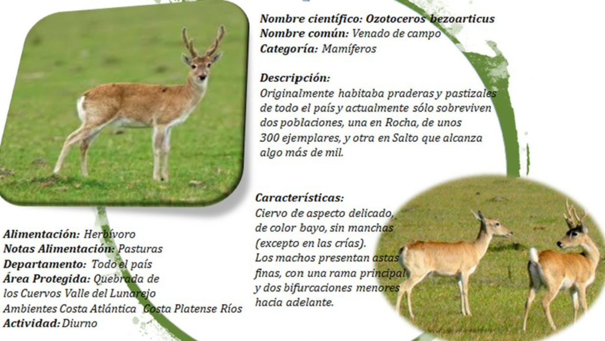 Venado de Campo - Página web de floranativa