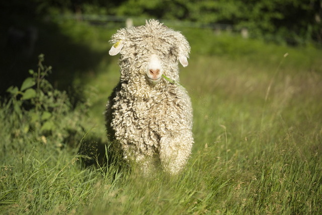 La laine - Plumes de mouton et Cie